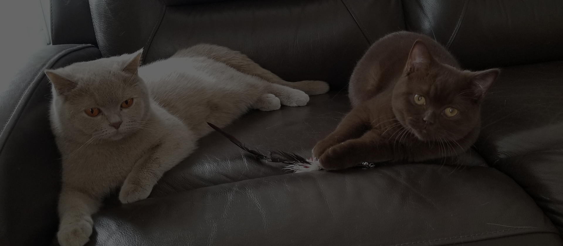 Wrighteous Home - Wrighteous Brits