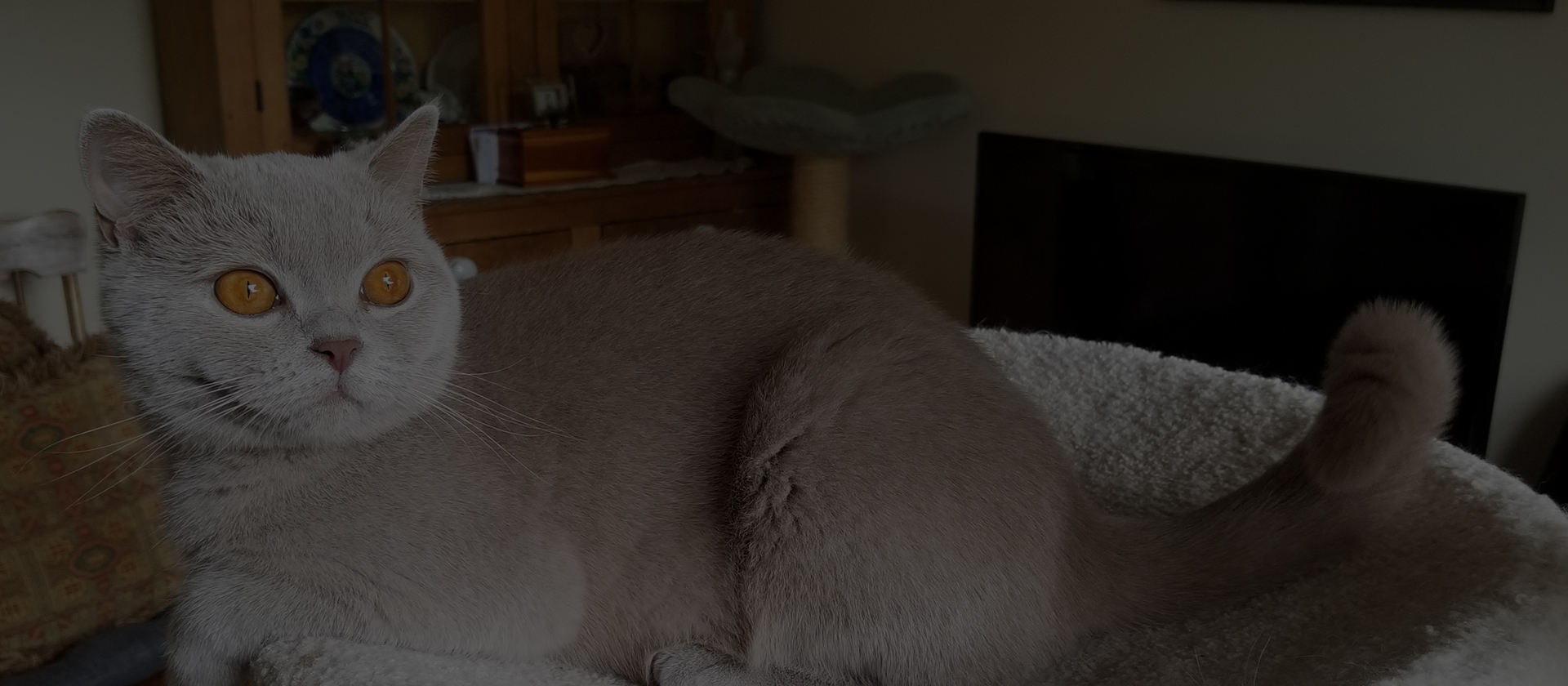 Wrighteous Home - Wrighteous Brits