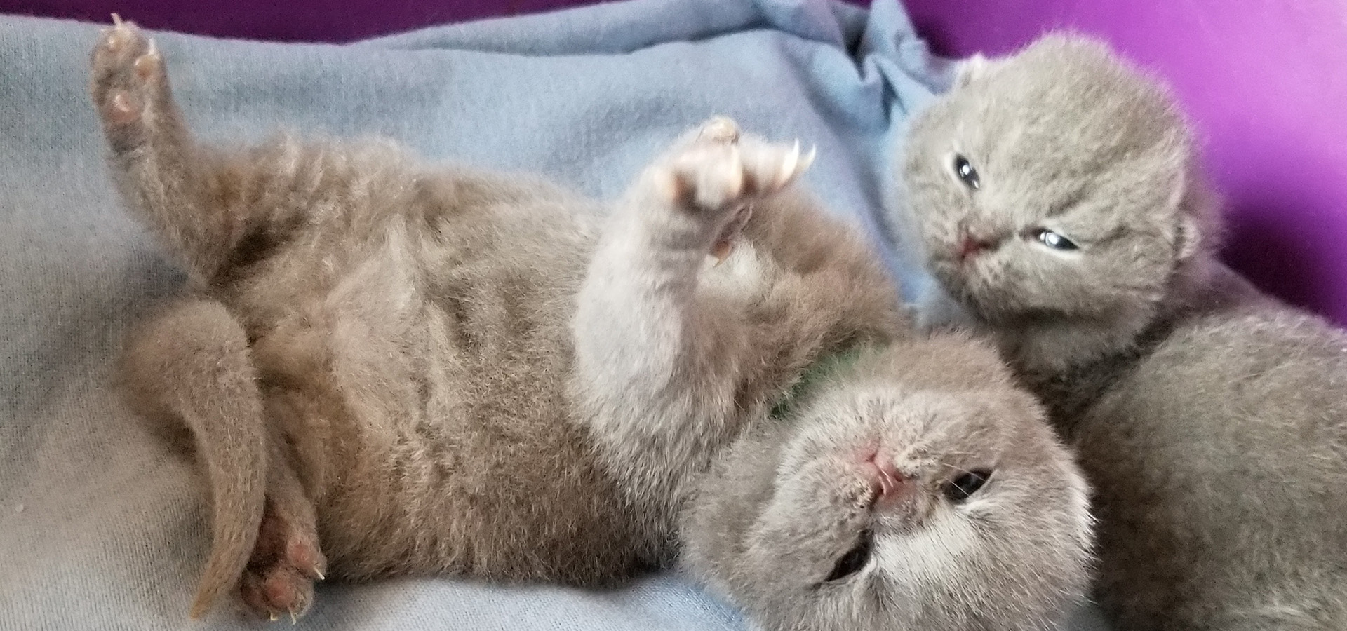 Our services original - Wrighteous Brits