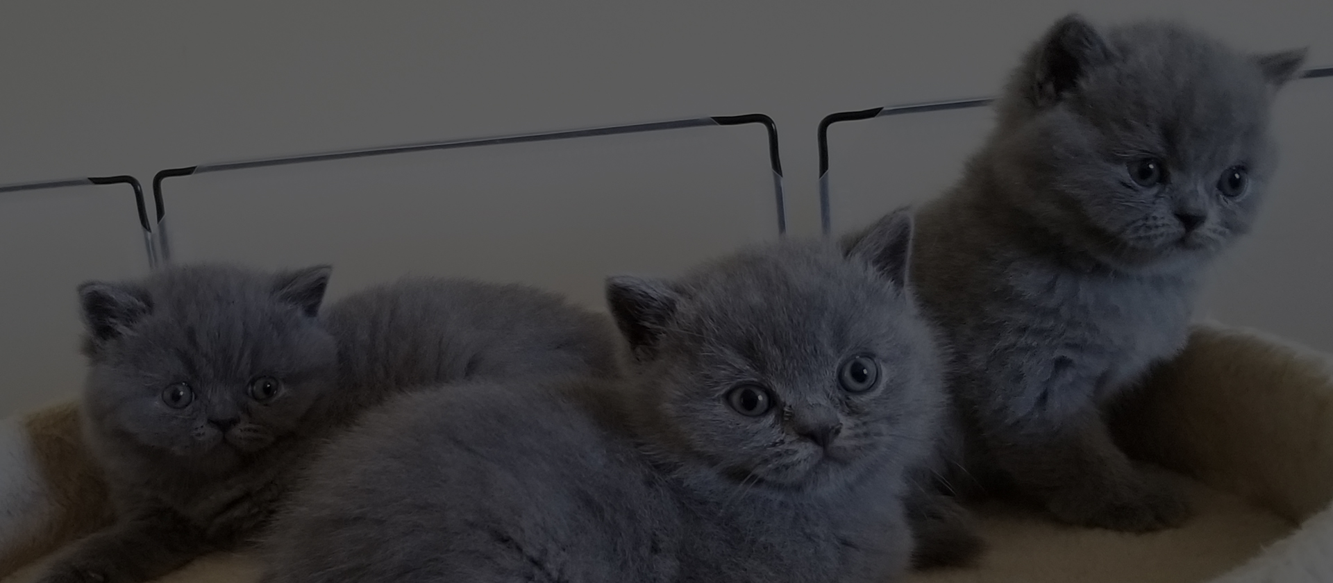 Wrighteous Home - Wrighteous Brits