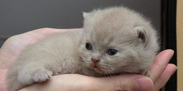 Kittens - Wrighteous Brits