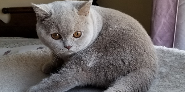 Kittens - Wrighteous Brits