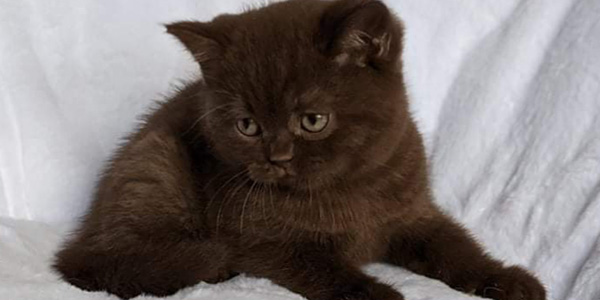 Kittens - Wrighteous Brits