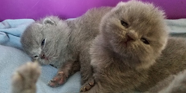 Kittens - Wrighteous Brits