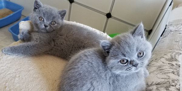 Kittens - Wrighteous Brits