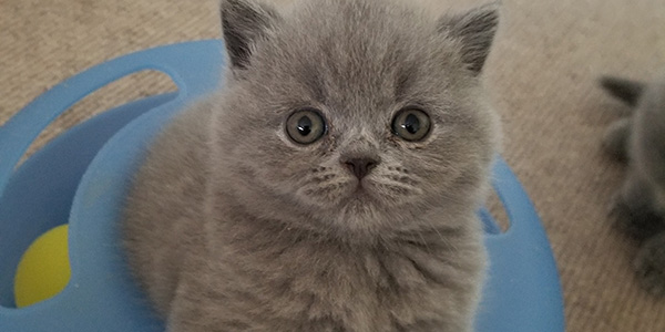 Kittens - Wrighteous Brits