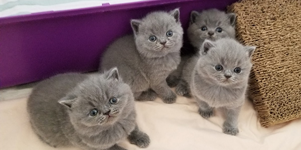 Kittens - Wrighteous Brits