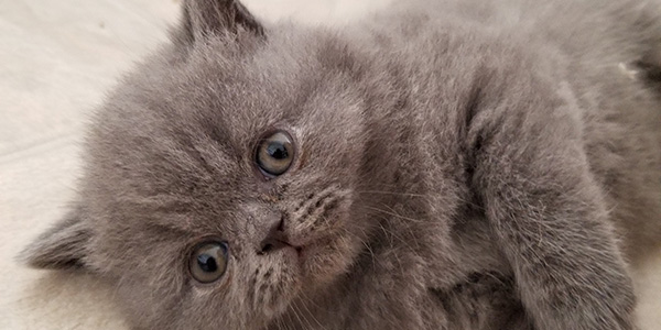 Kittens - Wrighteous Brits