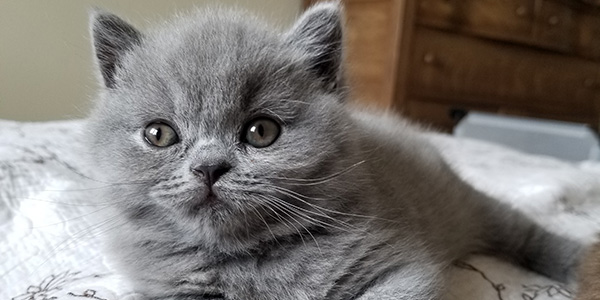 Kittens - Wrighteous Brits