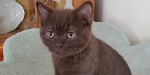 Kittens - Wrighteous Brits