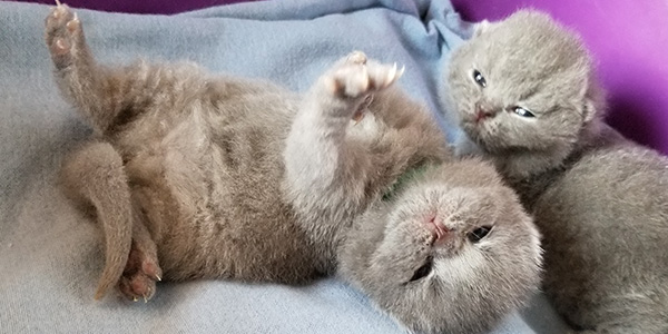 Kittens - Wrighteous Brits