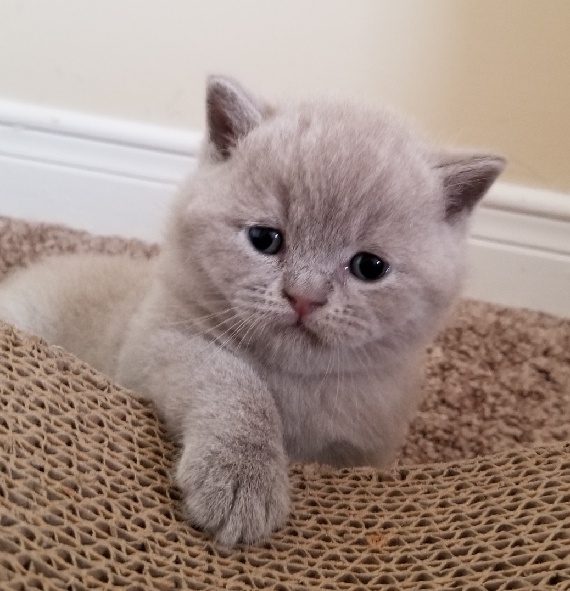 Kittens - Wrighteous Brits