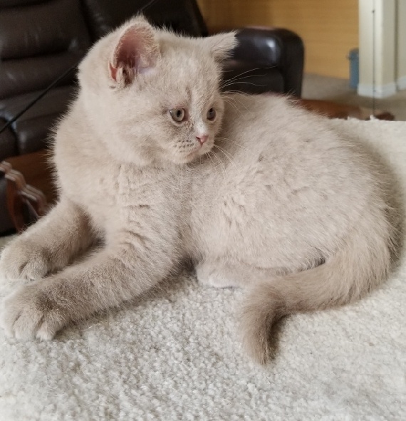 Kittens - Wrighteous Brits