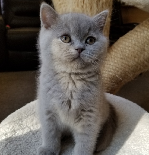 Kittens - Wrighteous Brits