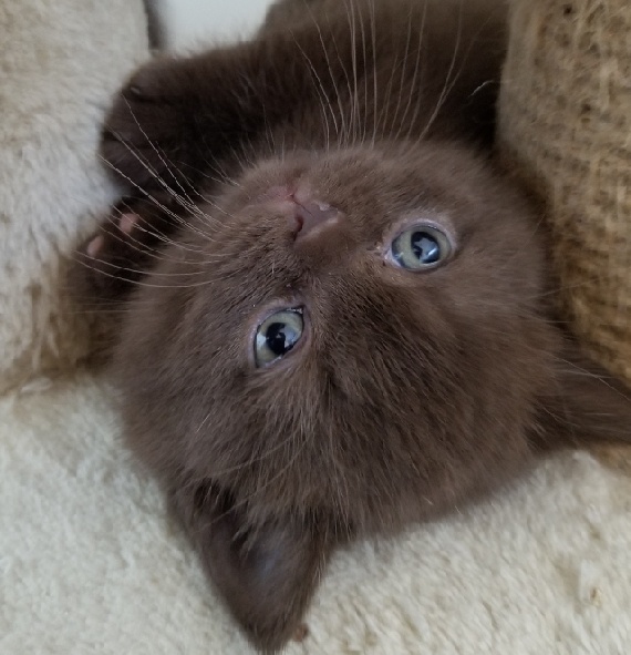 Kittens - Wrighteous Brits