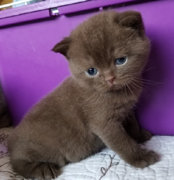 Kittens - Wrighteous Brits